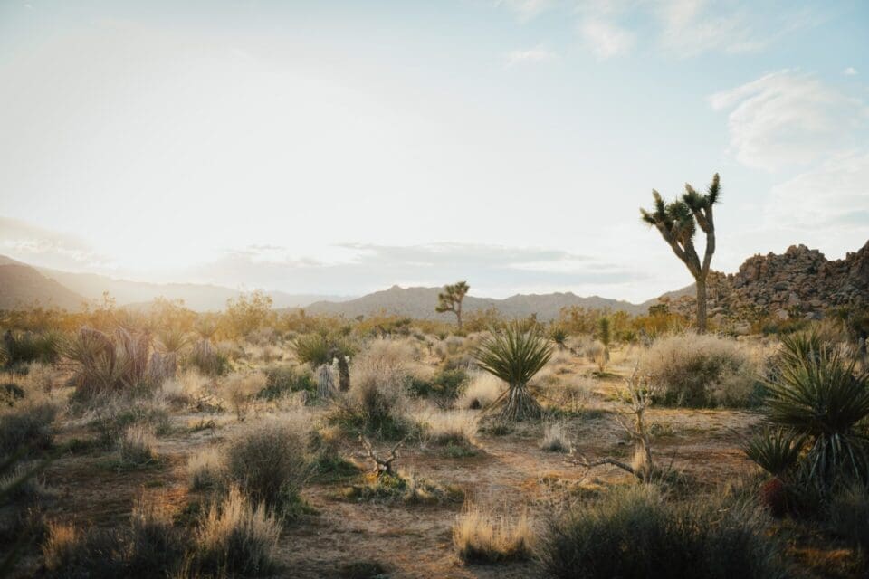 The best things to do in Joshua Tree, California | ROADBOOK