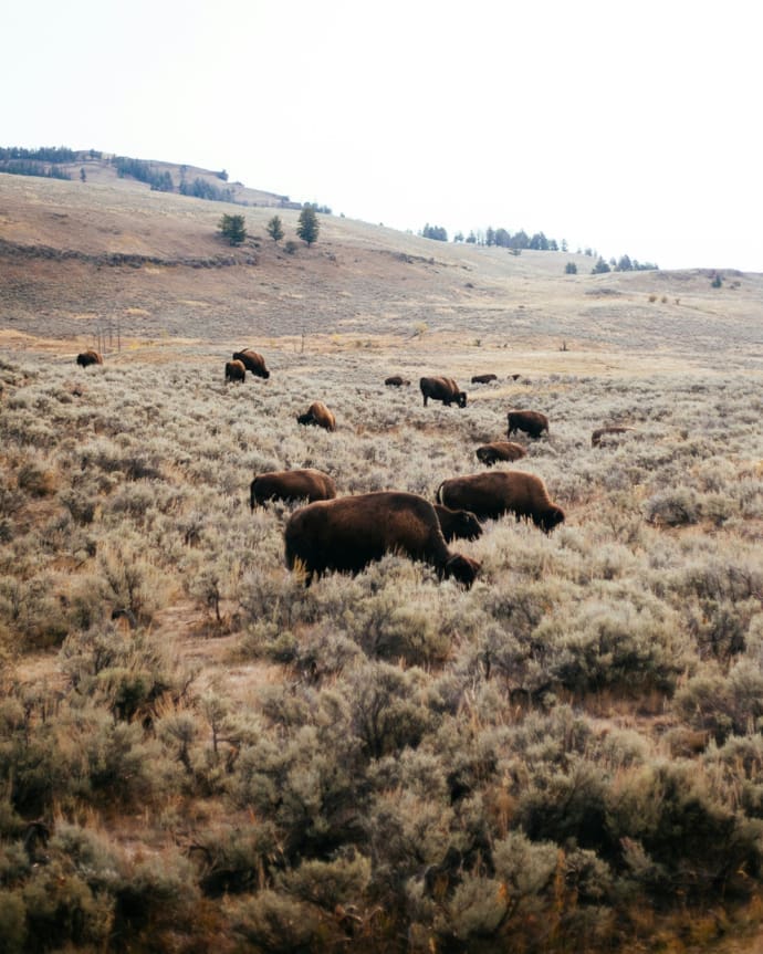 The best rewilding projects in the world to visit | ROADBOOK